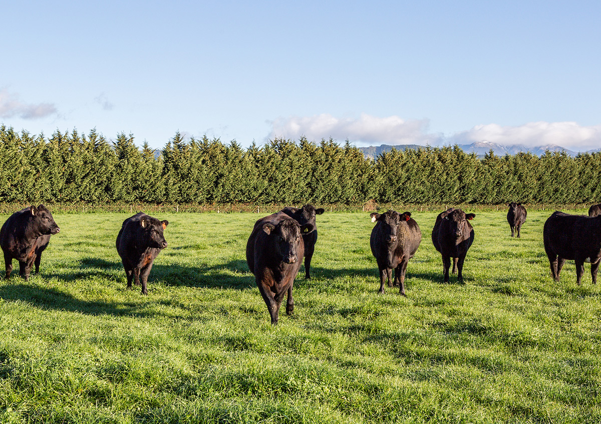 Ethical Farming - Cabernet Foods | NZ Meat Wholesalers & Processors