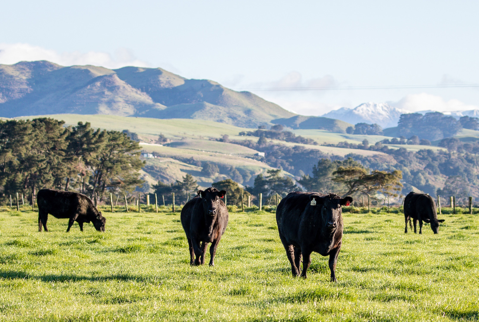 Ethical Farming - Cabernet Foods | NZ Meat Wholesalers & Processors
