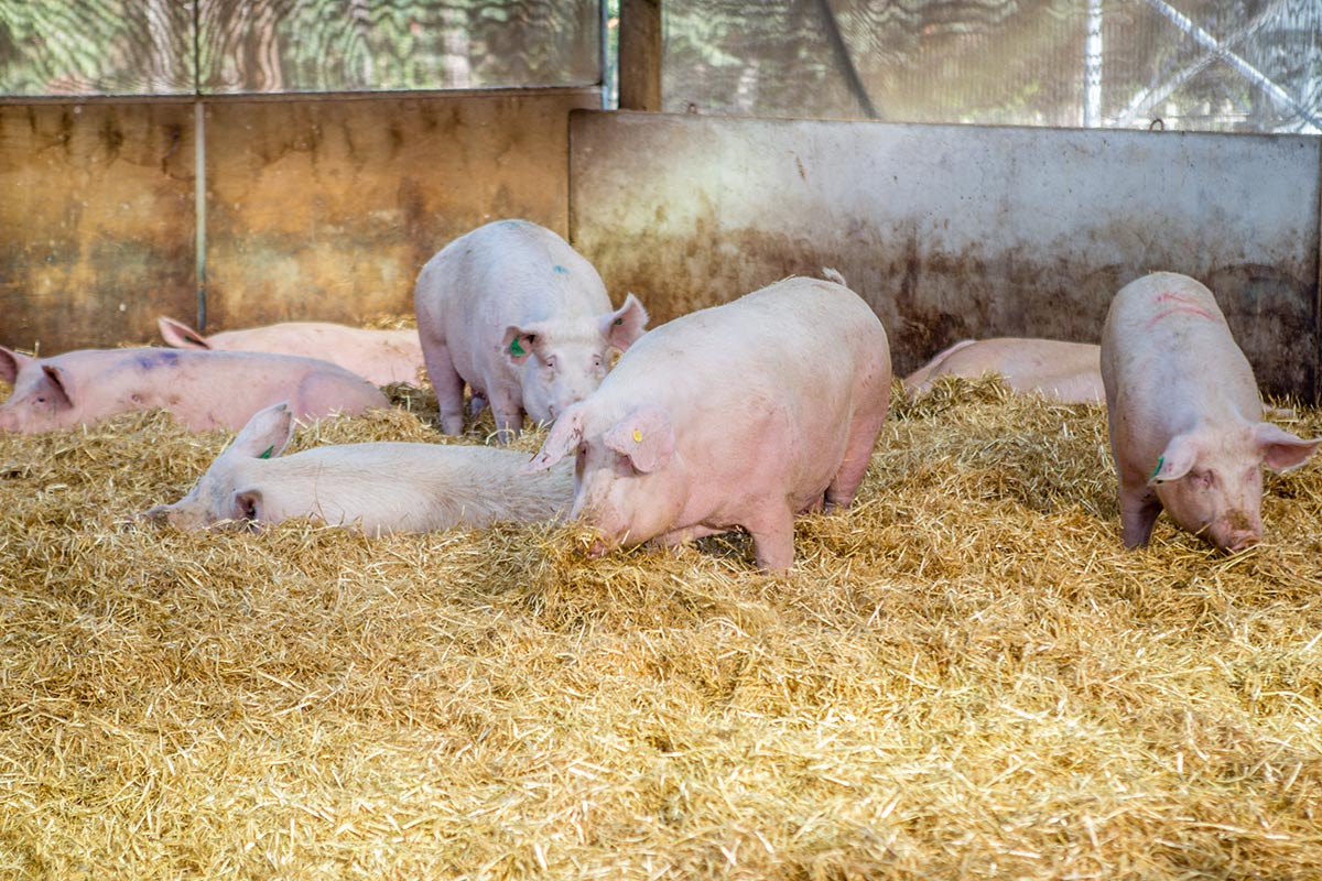 Ethical Farming - Cabernet Foods | NZ Meat Wholesalers & Processors